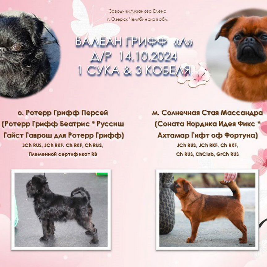 Гриффончики