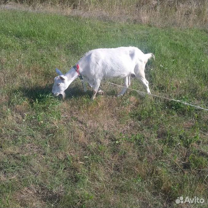 Зааненская коза