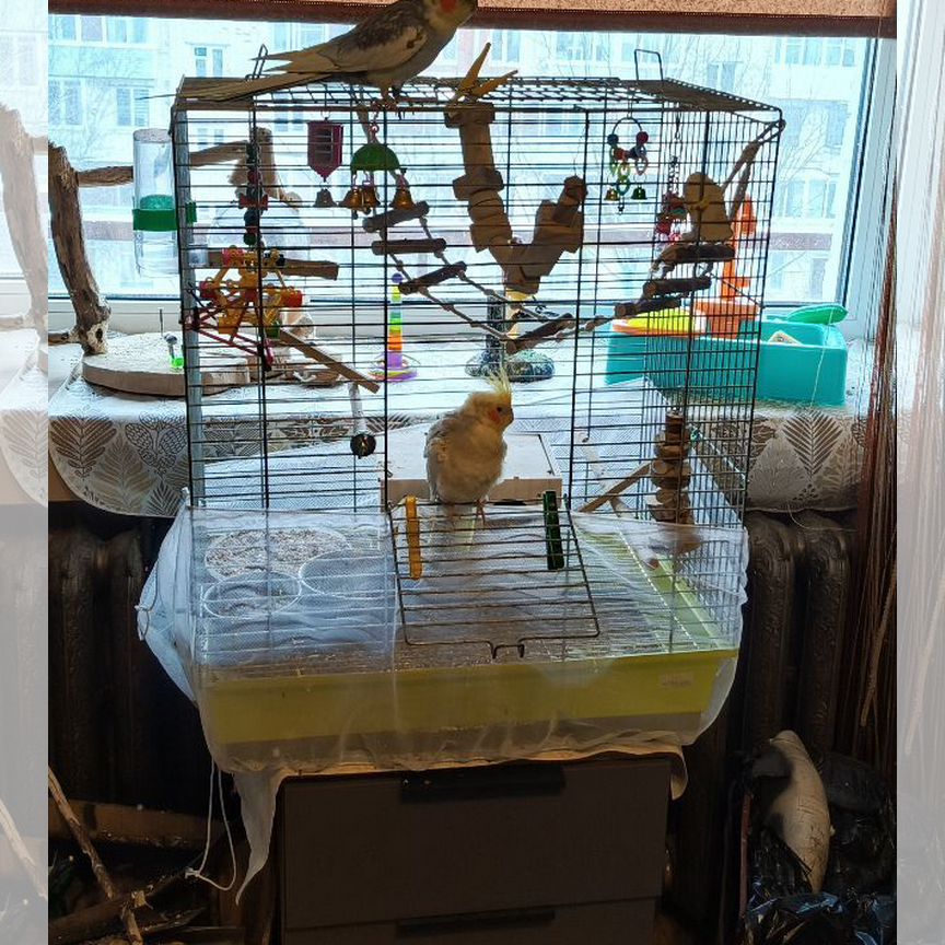 Попугай корелла пара с клеткой и всем остальным