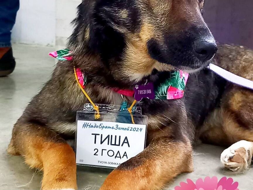 Дружелюбный пёсик из приюта ищет дом