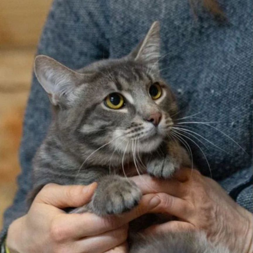 Молодой котик Хоуп из приюта ищет дом