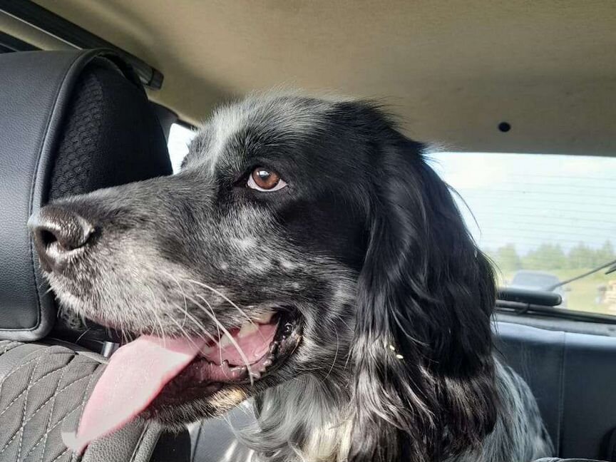 Ищем невесту