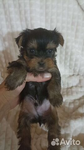 Йоркширский терьер