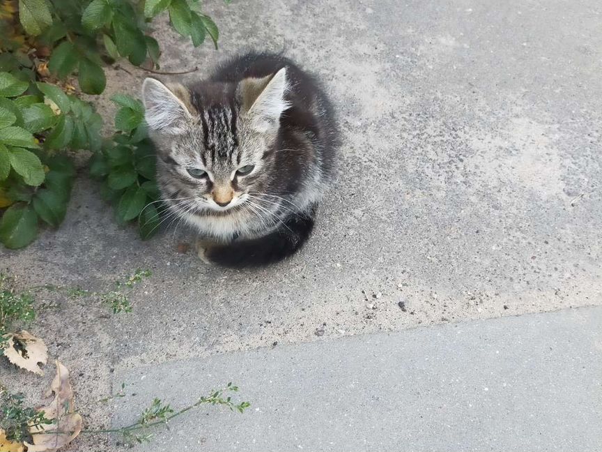 Кошки бесплатно