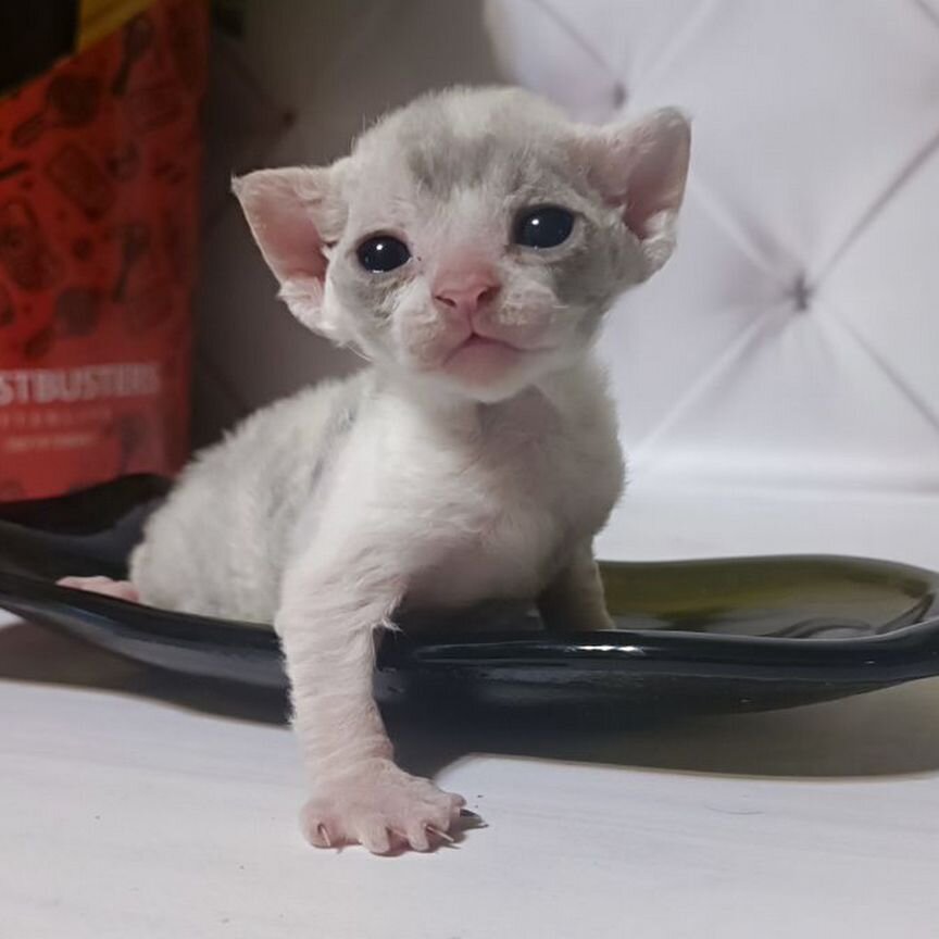 Девочка девон-рекс