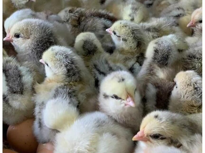 Цыплята master грей