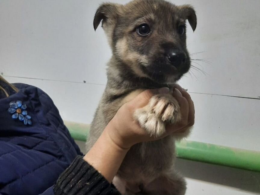 Щенок мальчик