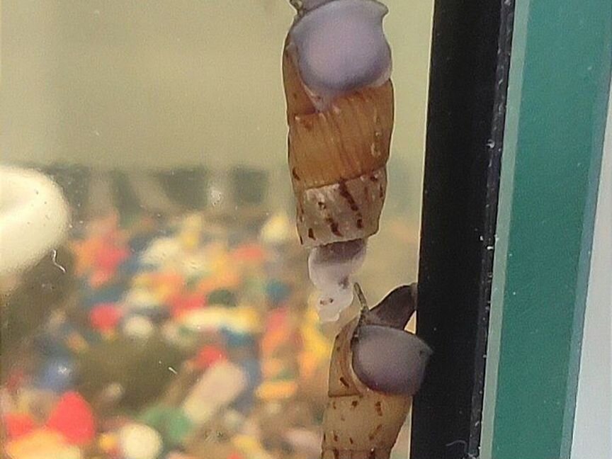 Улитки аквариумные