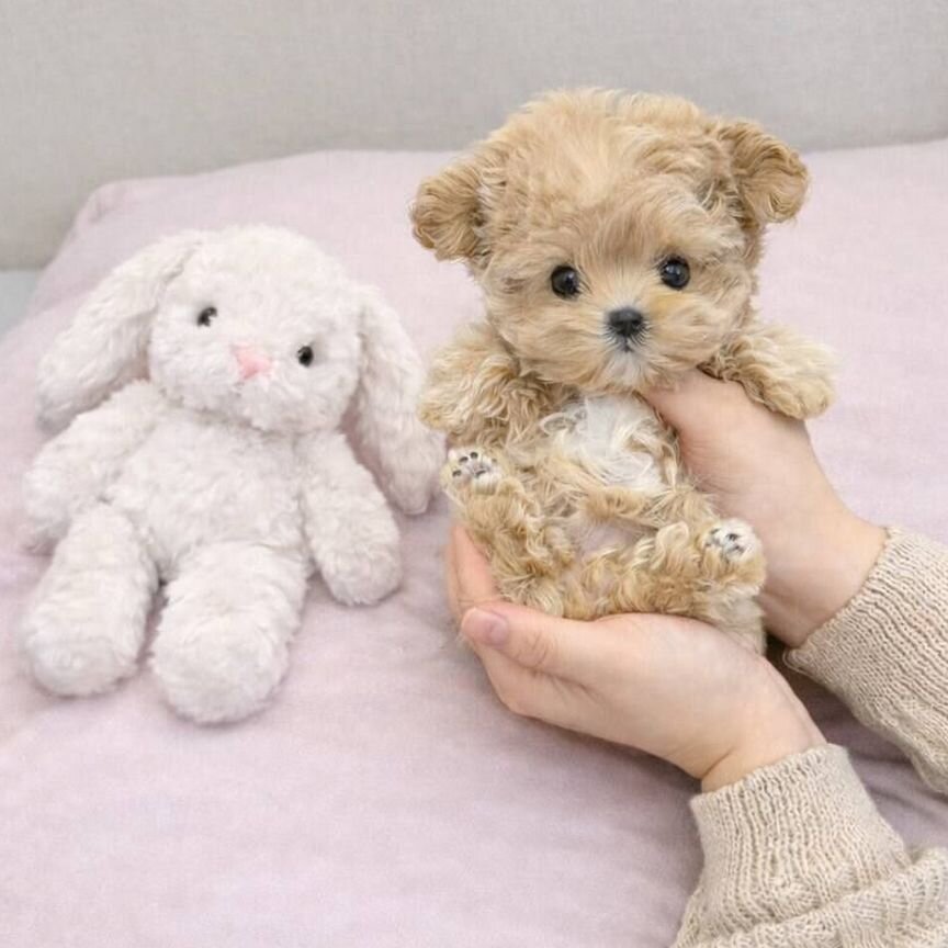 Мальтипу, щенок