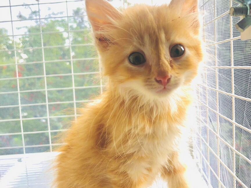 Котенок Девочка полтора месяца