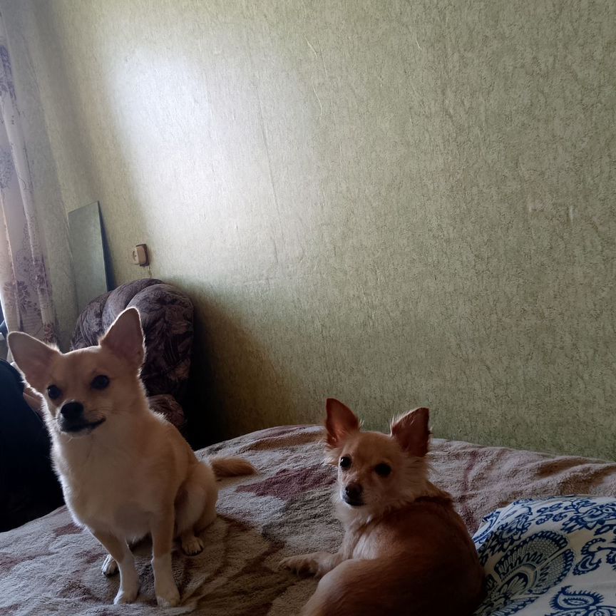 Собаки чихуахуа