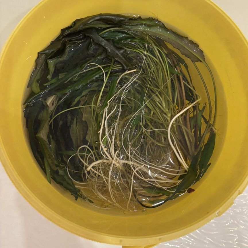 Криптокарина