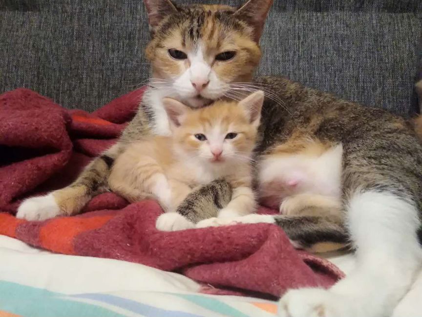 Кошки