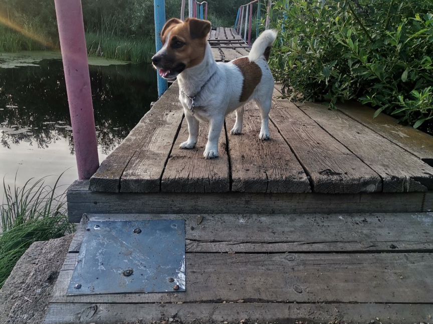 Джек рассел