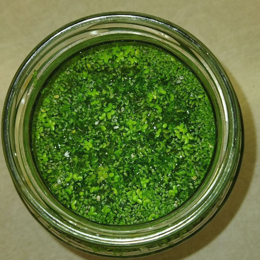 Ряска бесплатно