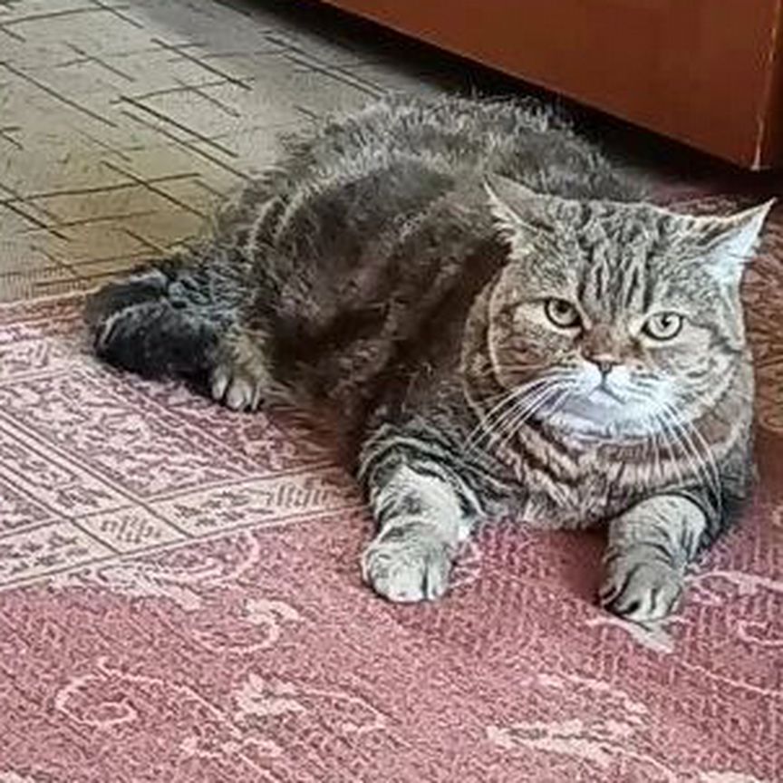 Шотландская вислоухая короткошёрстная, взрослая кошка