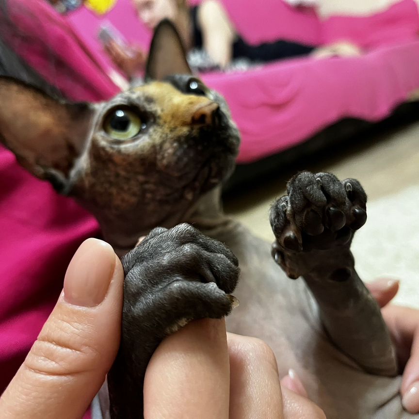 Сфинкс кошка 5 лет
