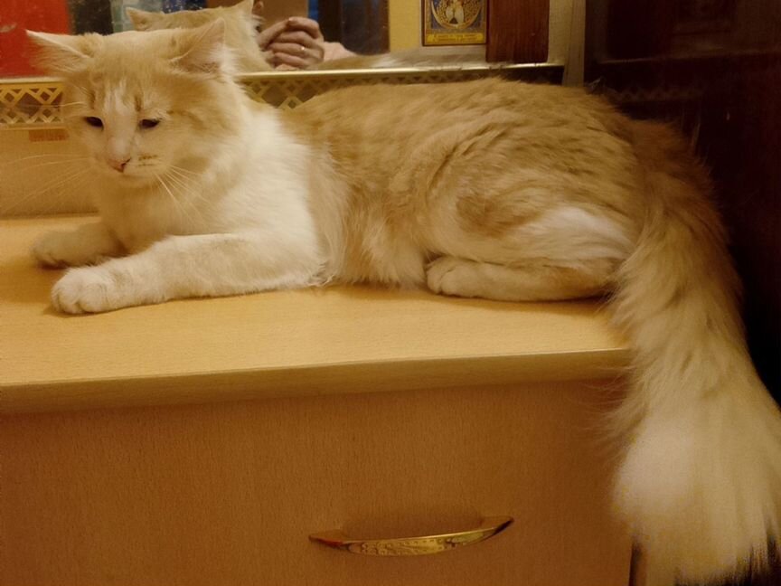 Мегаласковый котик 1 год, в добрые руки