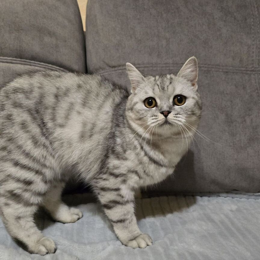 Шотландская прямоухая скотиш страйт