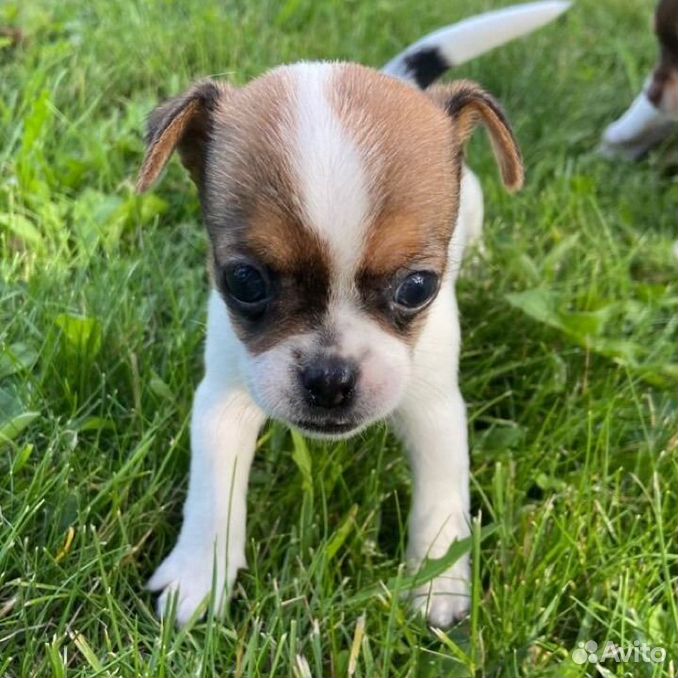 Щенки чихухуа