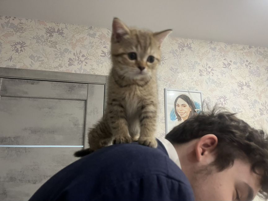 Шотлансике вислоухие котята