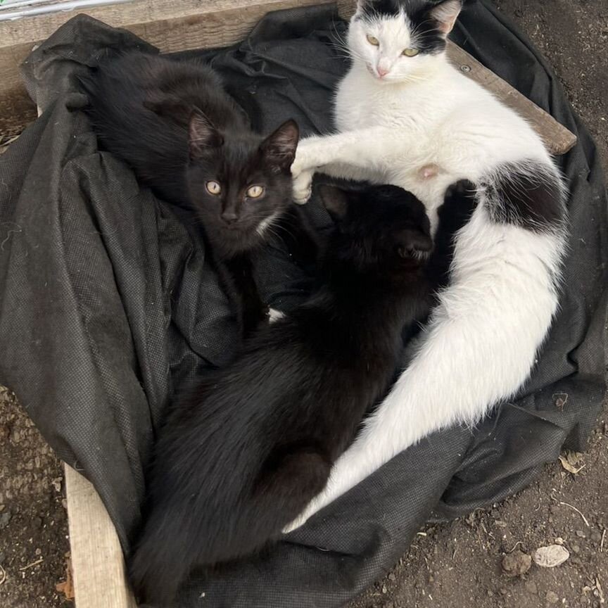 Котята в добрые руки