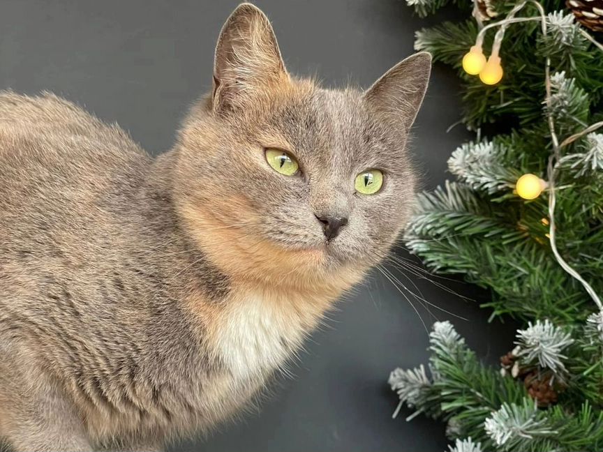 Кошка, как Русская голубая в добрые руки