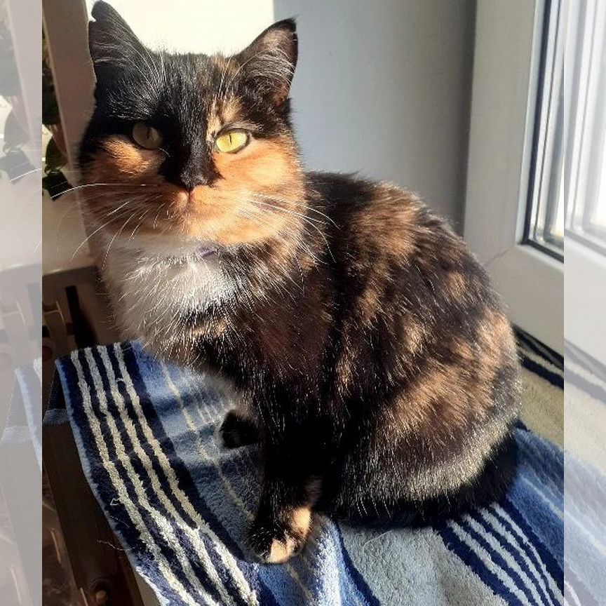 Взрослая, кошка в добрые руки