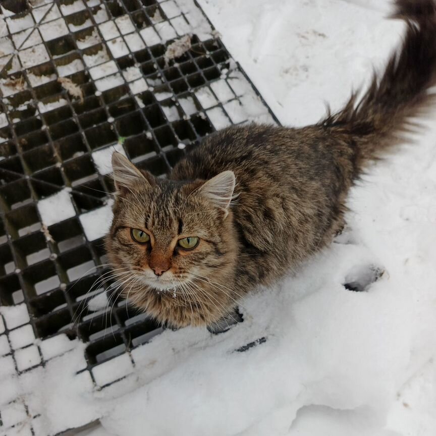 Кошечка ищет новых хозяев