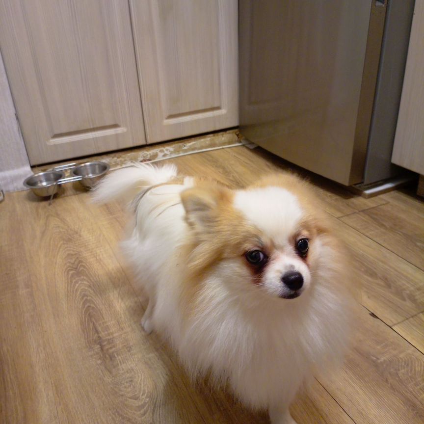 Шприц померанец девочка отдам бесплатно