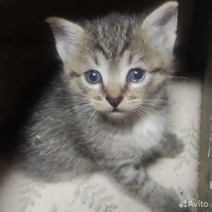 Серый полосатик в добрые руки