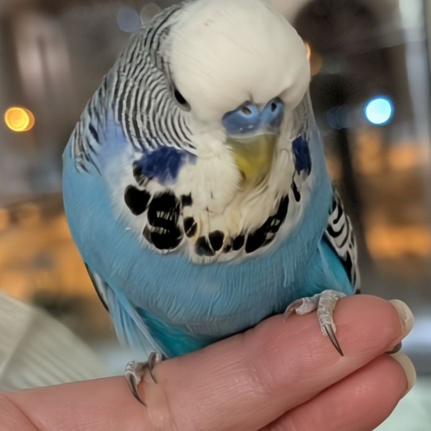 Попугай выставочный Чех самец контактный