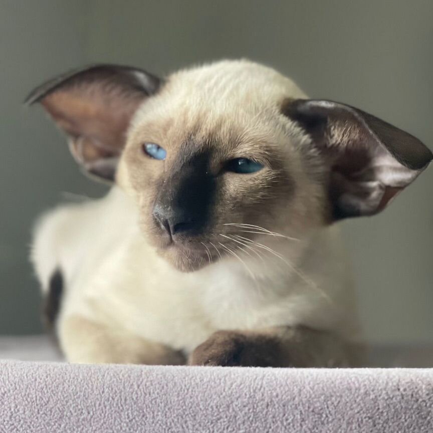 Сиамский котёнок