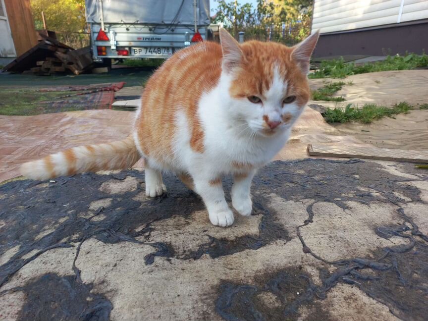 Рыжий кот Гена