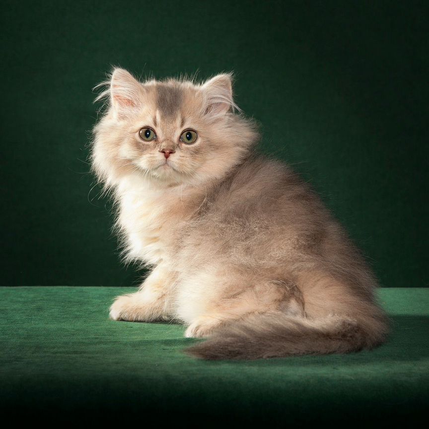 Котята хайленд страйт