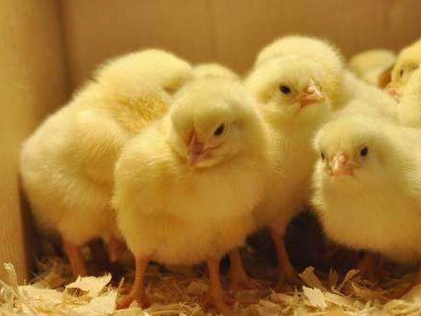 Бройлер суточный кобб700, кобб-500, индейка биг6