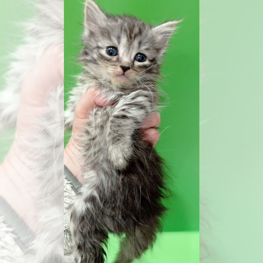 Кошечка 1 месяц