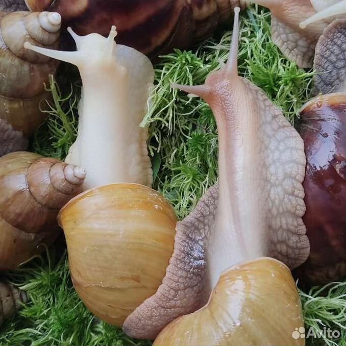 Улитки ахатины альбиносы