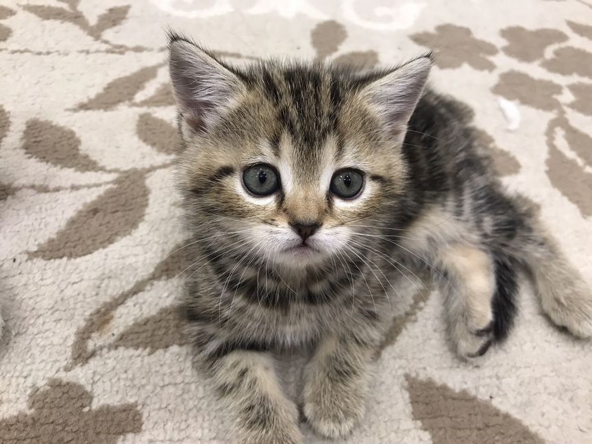 Шотландская кошка