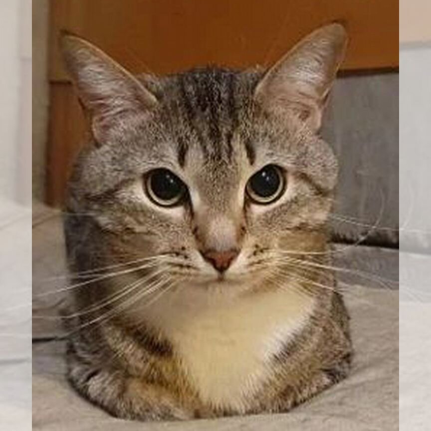 Взрослый кот в добрые руки