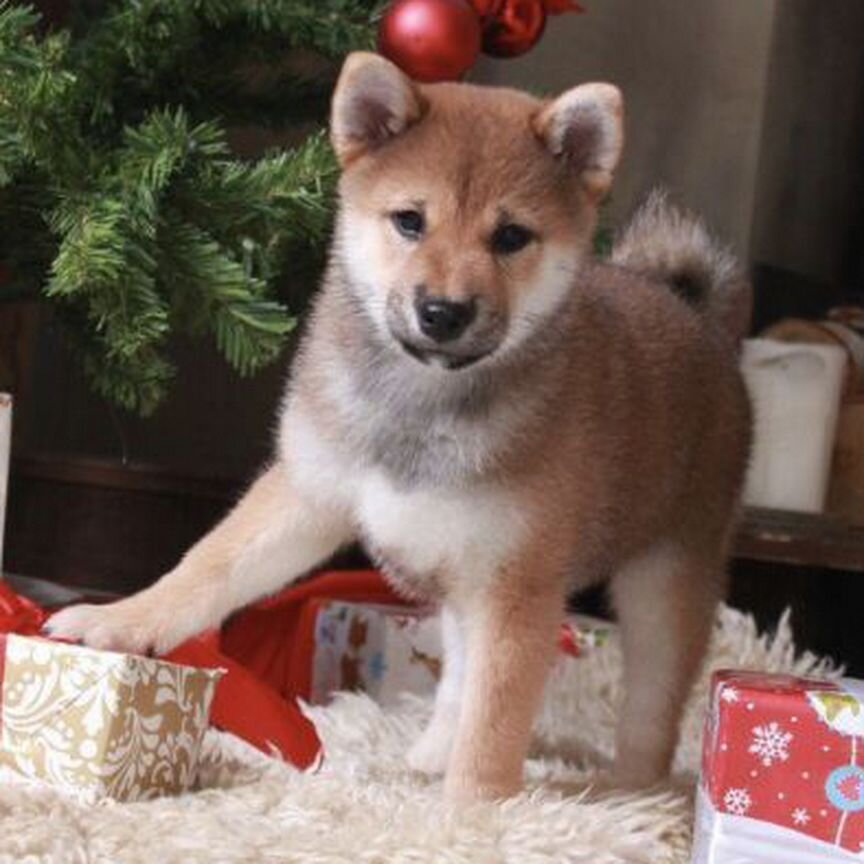 Сиба-ину, щенок