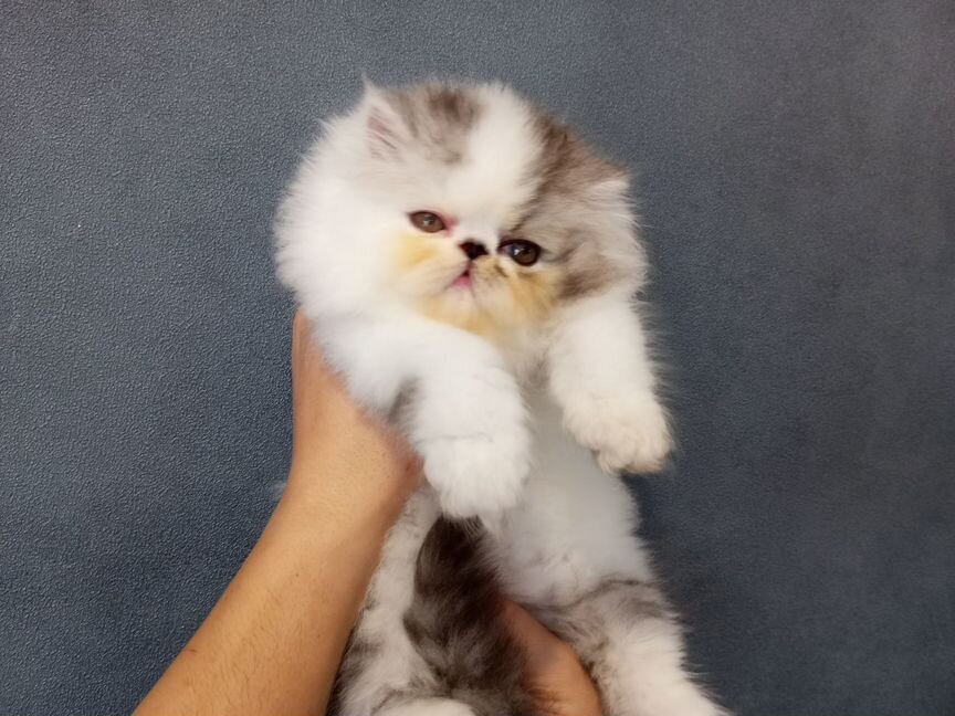 Персидский котёнок