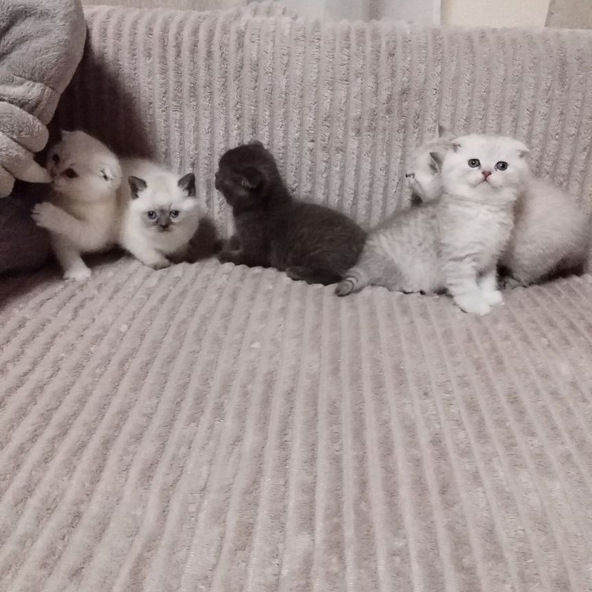 Шотландские малышки