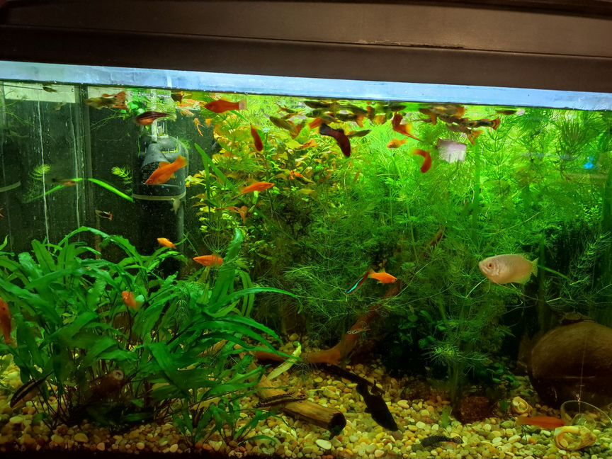 Гуппи. Обмен