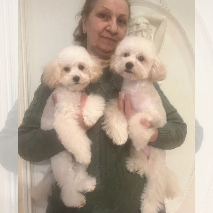 Шикарные малыши мальтипу