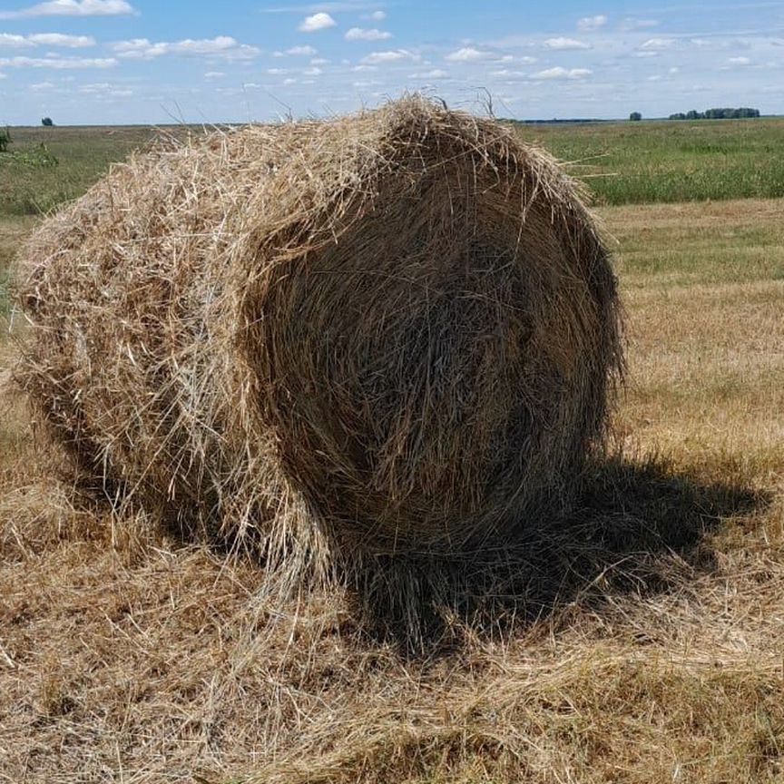 Продам сено