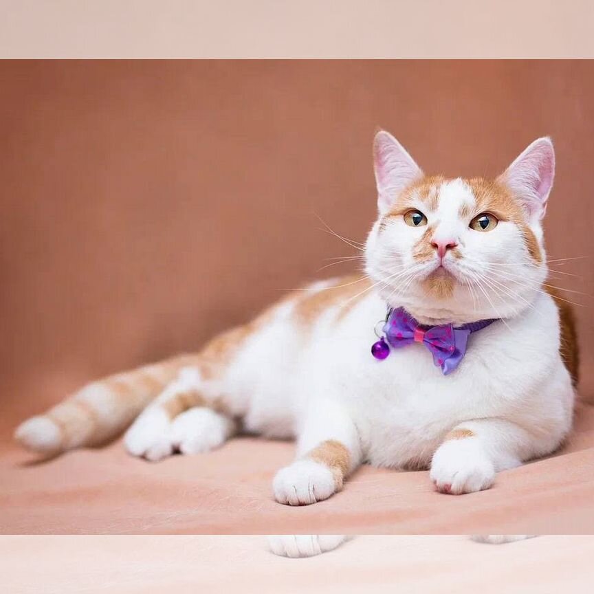 Взрослая, кошка в добрые руки