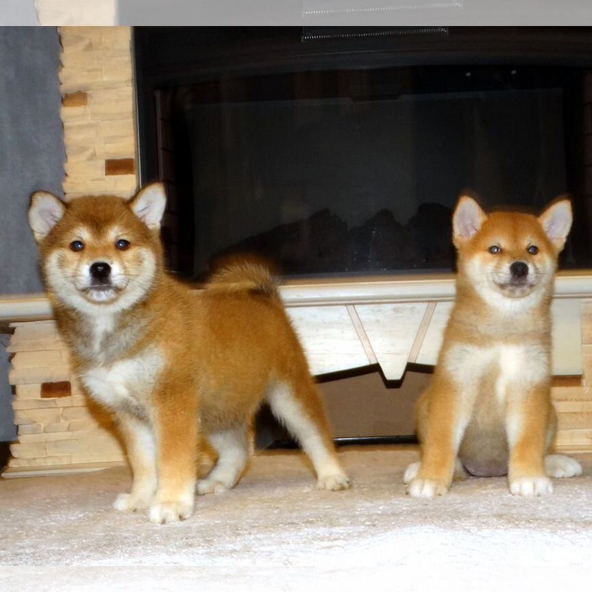 Сиба-ину, щенок