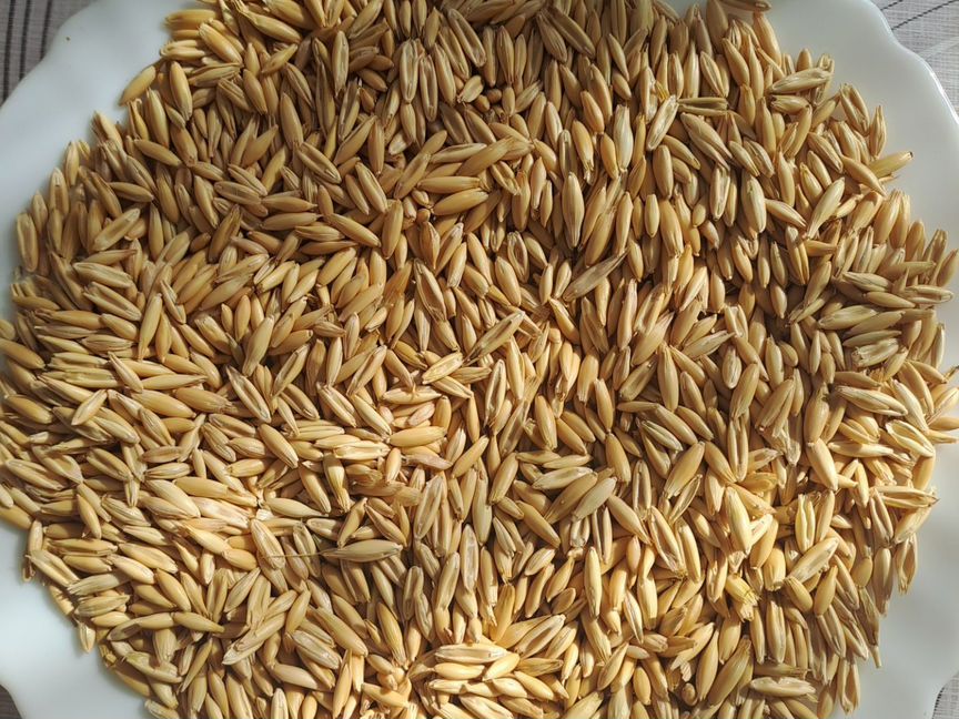 Овес в оболочке