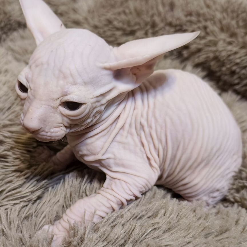 Донской сфинкс